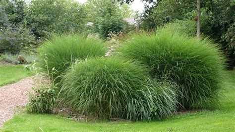 Maiden Grass Artofit
