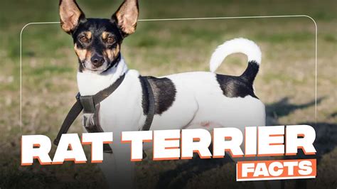 Rat Terrier Mixed Breeds