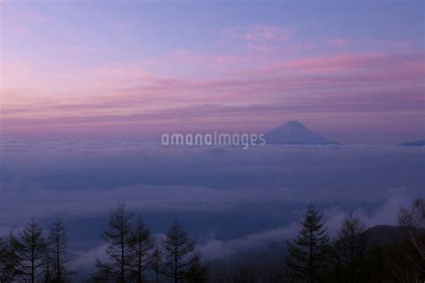 夜明けの甘利山からの富士山の写真素材 FYI01642146 ストックフォトの Qlean Marketキュリンマーケット