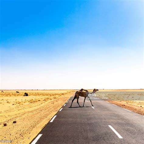 이슈유머 스압 호주 로드트립 가면 사람들이 엄청 놀라는 이유