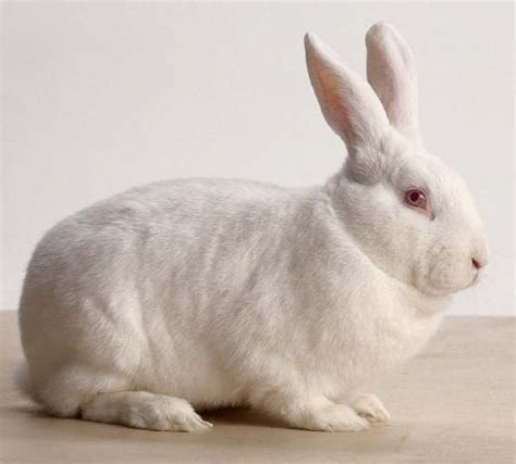 New Zealand Rabbit All Facts And Info
