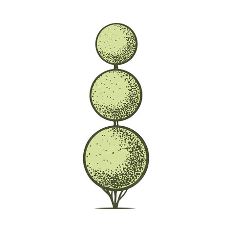 Premium Vector Sketch Of Topiary Conifers Sheared Thuja Sphere
