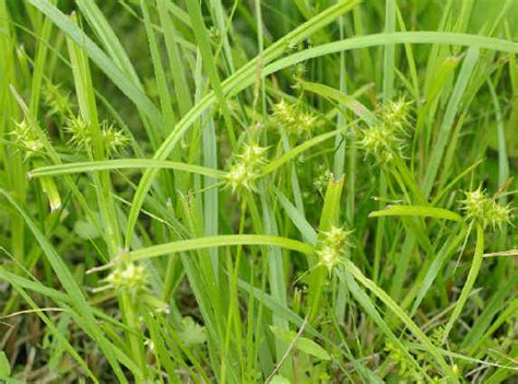 四季の里地里山植物 オニスゲ