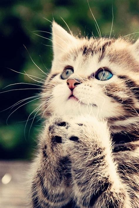 🔥 50 Cute Cat Iphone Wallpapers Wallpapersafari