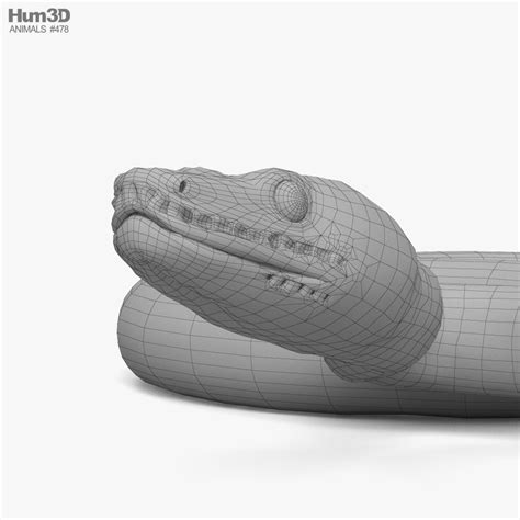 Emerald Tree Boa 3d Model Download Reptile On