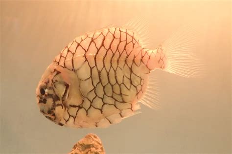 マツカサウオ