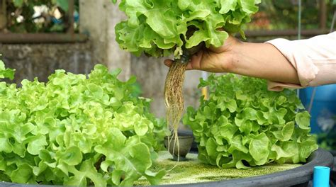 How To Build A Recirculating DWC System Step By Step Guide General Hydroponics Guide