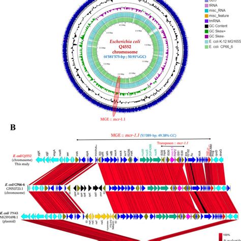 Circular Map Of The Plasmid Carrying Mcr 3 5 Compared To Six Homologous