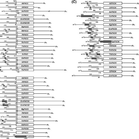 Upstream Open Reading Frames Uorfs In Arabidopsis Pao Transcripts Download Scientific