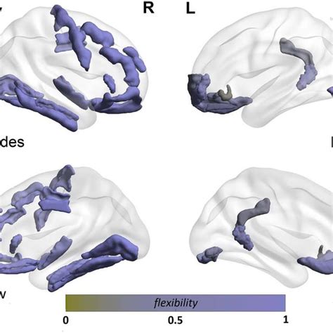 Flexibility Hubs Of The Cortex As A 9 5 4v Or 4c Feature Download Scientific Diagram
