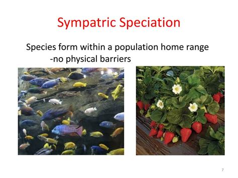 Ppt Macroevolution Speciation Powerpoint Presentation Free Download Id 3803996