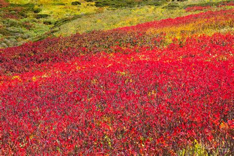 Red Routing Mt Rainier National Park Anna Morgan Photography