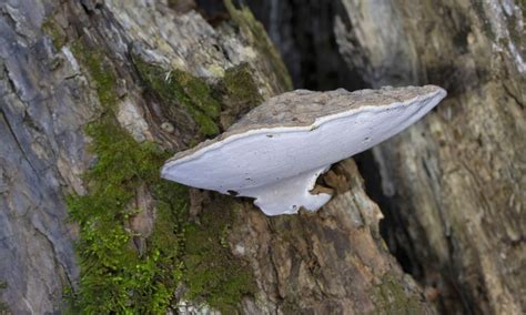 Common Mushrooms That Grow On Trees GroCycle