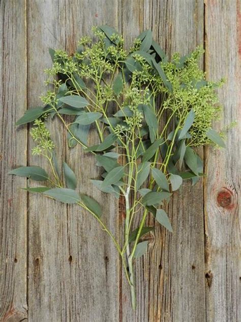Wholesale Seeded Green Eucalyptus Delivered Online Flowerfarm