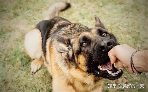 骨子里 讨厌你”的狗，会有这几种迹象，要警惕！ 知乎
