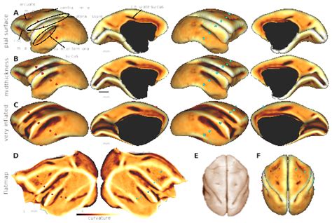 Cortical Adaptation Of The Night Monkey To A Nocturnal Niche Environment A Comparative Non