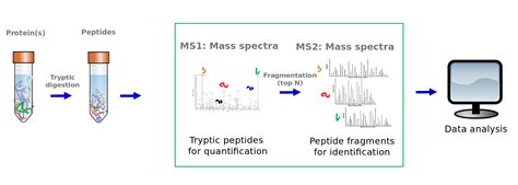 Trypsin Digestion Cartoon