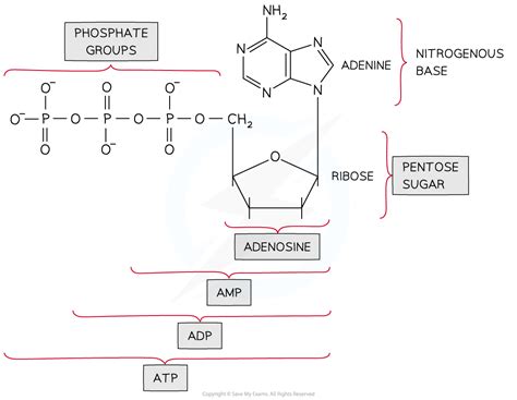 The Structure Of Atp Aqa A Level Biology Revision Notes 2015