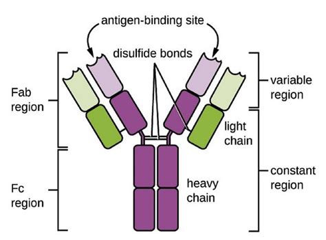 Immunoglobulin G Mepedia