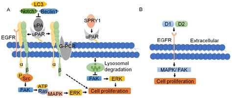 Function And Regulation Of Upar In Tumor Cell Proliferation A The Download Scientific