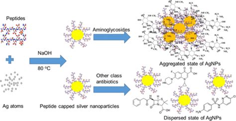 Development Of Novel Peptide Modified Silver Nanoparticle Based Rapid