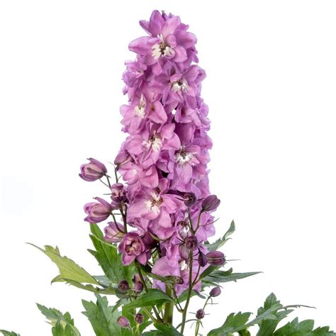 Delphinium Elatum Pink White Bee Pink White Bee Larkspur From Willowbrook Nurseries