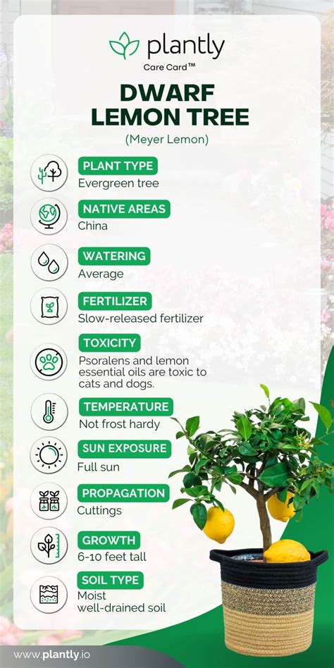 How To Grow And Care For A Dwarf Lemon Tree Plantly