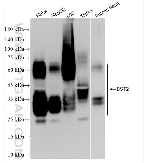 Bst2 Antibody 84190 7 Rr Proteintech