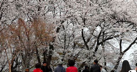 상춘객 유혹하는 강릉 남산벚꽃