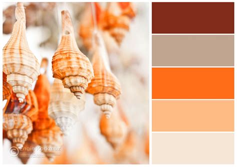 Sea Shells Color Palette By Engin Korkmaz Color Colour Colorful Colourful Palette