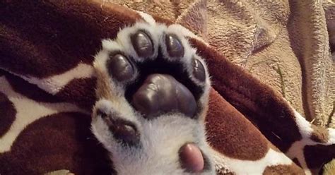 Tiger Toe Beans For Caturday Album On Imgur