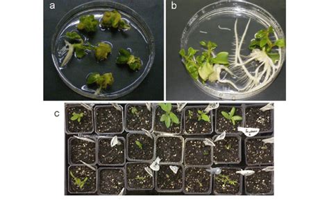 In Vitro Seed Germination And Hardening Off Following Interspecific Download Scientific Diagram