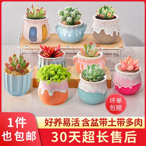 多肉植物小盆栽绿植花卉肉肉植物带盆室内好养玉露组合套餐办公室虎窝淘