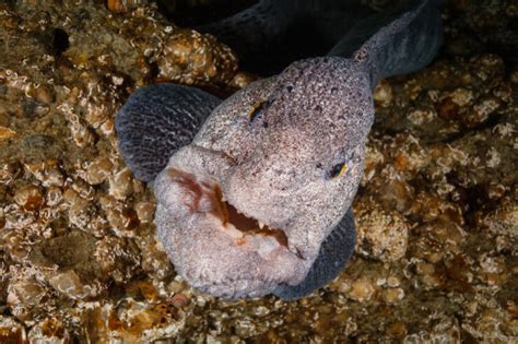 Are Wolf Fish Dangerous