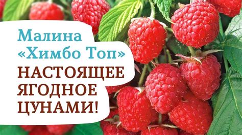 ХИМБО ТОП - шедевр среди ремонтантных сортов малины - YouTube