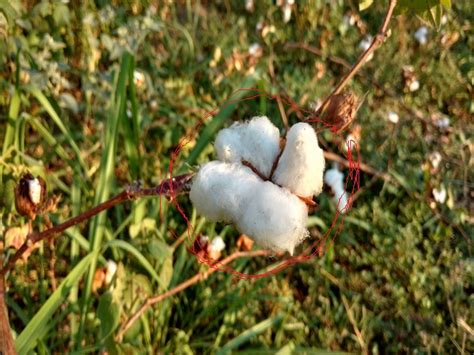 Finding Out Number Of Pixels In White Area In Binary Image As Well As