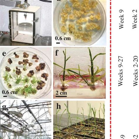 Pdf A Biolistic Based Genetic Transformation System Applicable To A Broad Range Of Sugarcane
