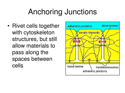 PPT Cell Junctions PowerPoint Presentation Free Download ID