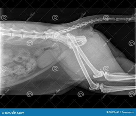 Cat Femur Dislocation X Ray Stock Image Image Of Small Xray 30050455