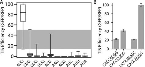 A Subset Of Non Aug Codons Can Be As Efficient As Aug Start Codons A