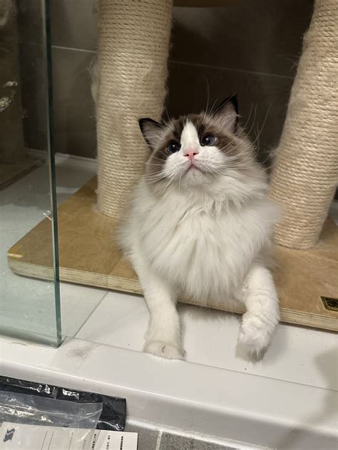 懒宝的猫 on Twitter