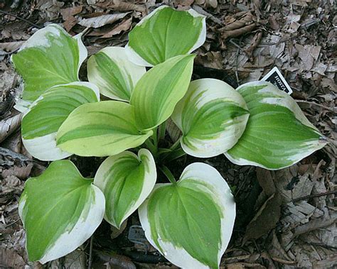 Hosta Photo Library