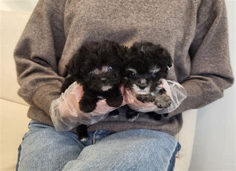 토이푸들 광주강아지분양 마마스미독