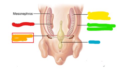 Reproductive System Flashcards Quizlet