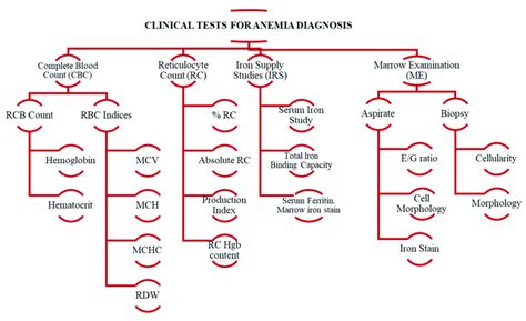 Clinical Tests Used For The Diagnosis Of Anemia Download Scientific Diagram