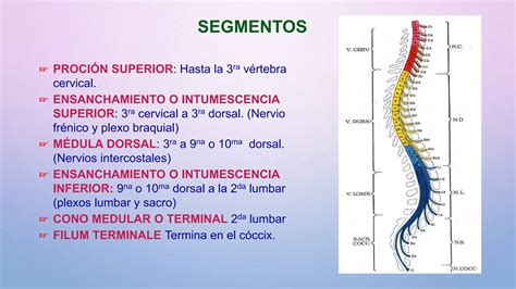Medula Espinal Nuevopptx