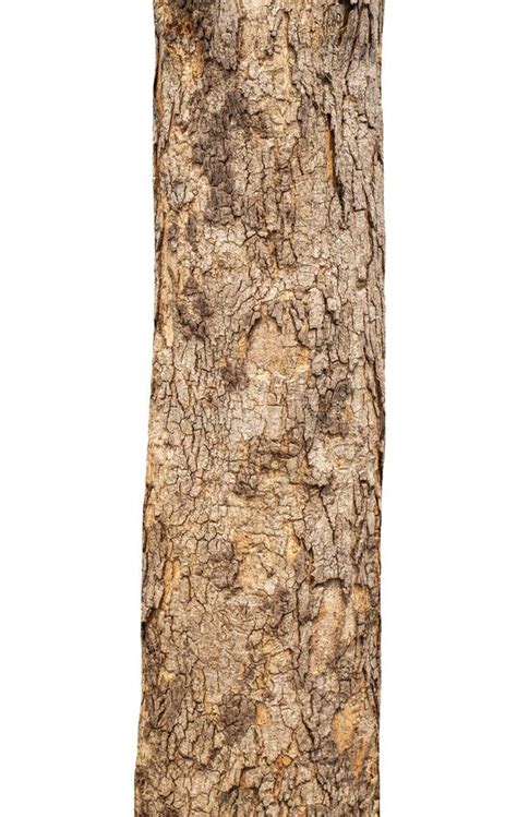 Trunk Of A Tree Isolated On White Background Stock Image Image Of Forest Meadow 285901351
