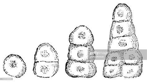Plant Zygote Cell Division By Mitosis Into An Embryo 19th Century High