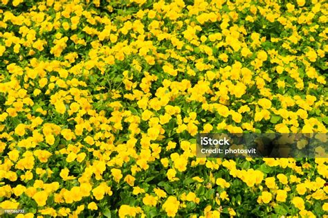 봄 또는 여름 해밀턴 버뮤다에서 녹색 잎 노란색 팬지 봄이나 여름에 꽃이 피는 팬지 꽃 봄이나 여름 정원에서 꽃이 만발합니다 꽃집 여름과 봄 시즌 0명에 대한 스톡 사진 및