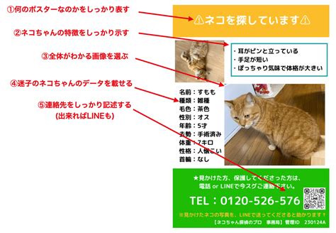 【スマホでも作成可】迷子のネコちゃんのポスター チラシ 作り方 迷子のネコちゃん110番（ネコちゃん探偵のプロ）